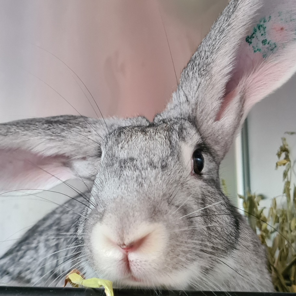 Percy - Male Flemish Giant x Rex Mix Rabbit in VIC - PetRescue