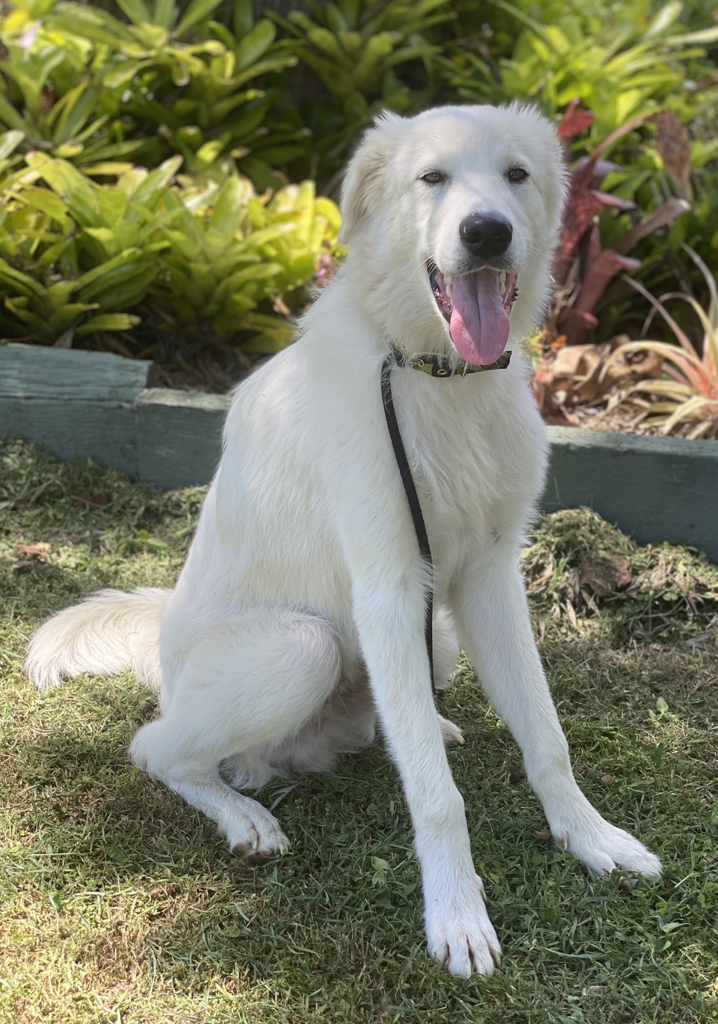 What Is The Difference Between Maremma Sheepdog And Kangal Dog