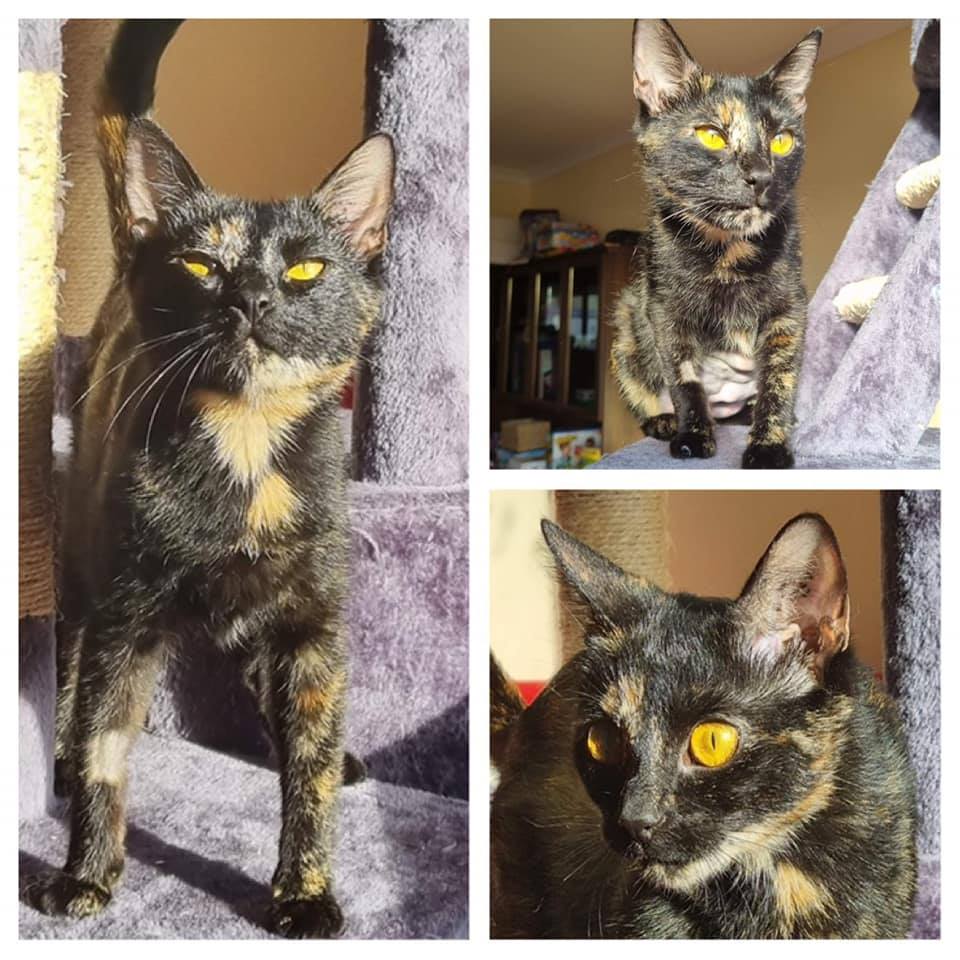 4954 - Chrysobel - Female Domestic Short Hair Cat in WA - PetRescue