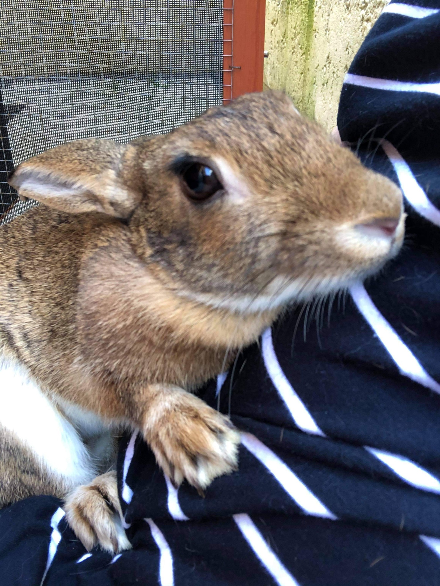 Dalah - Female Rabbit in WA - PetRescue
