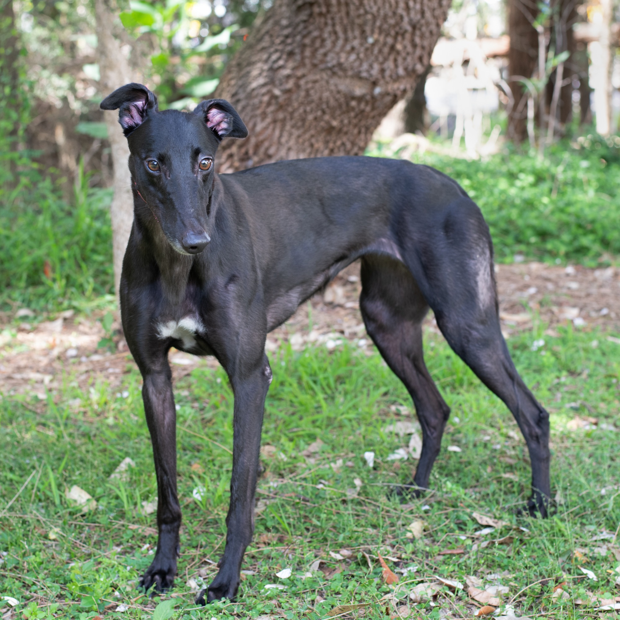 Tiny - Large Female Greyhound Dog in NSW - PetRescue