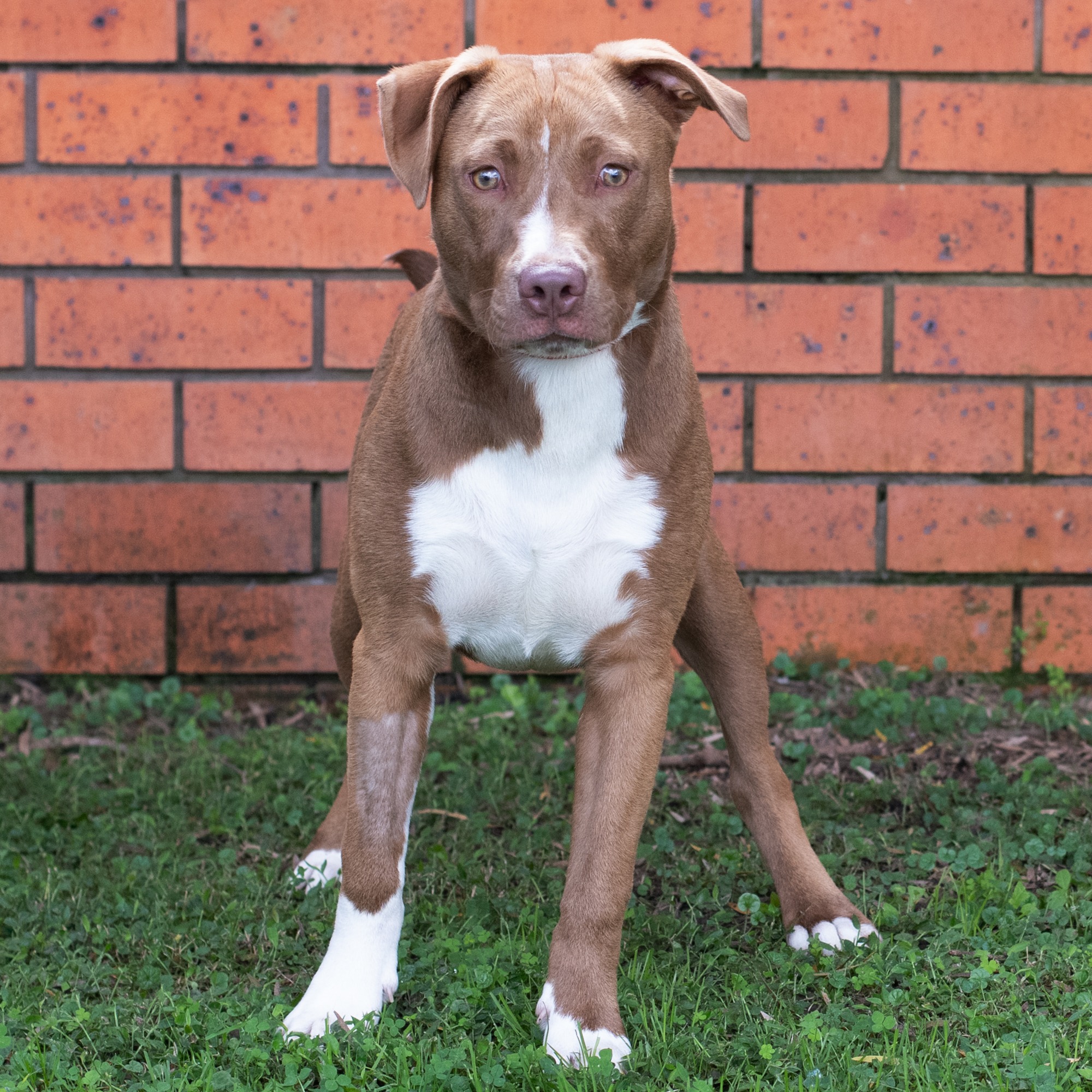 Axle - Medium Male Amstaff Mix Dog in NSW - PetRescue