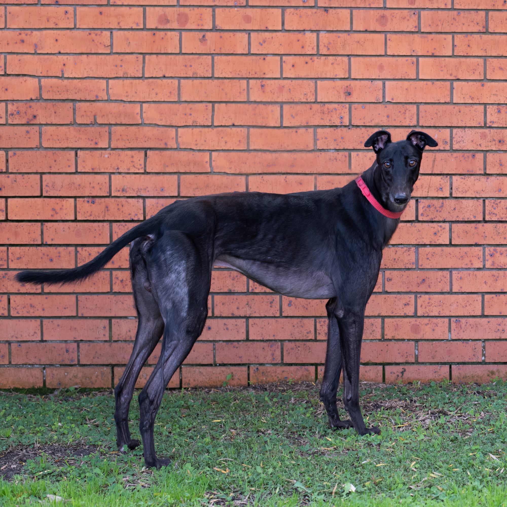 Harley - Large Male Greyhound Dog in NSW - PetRescue
