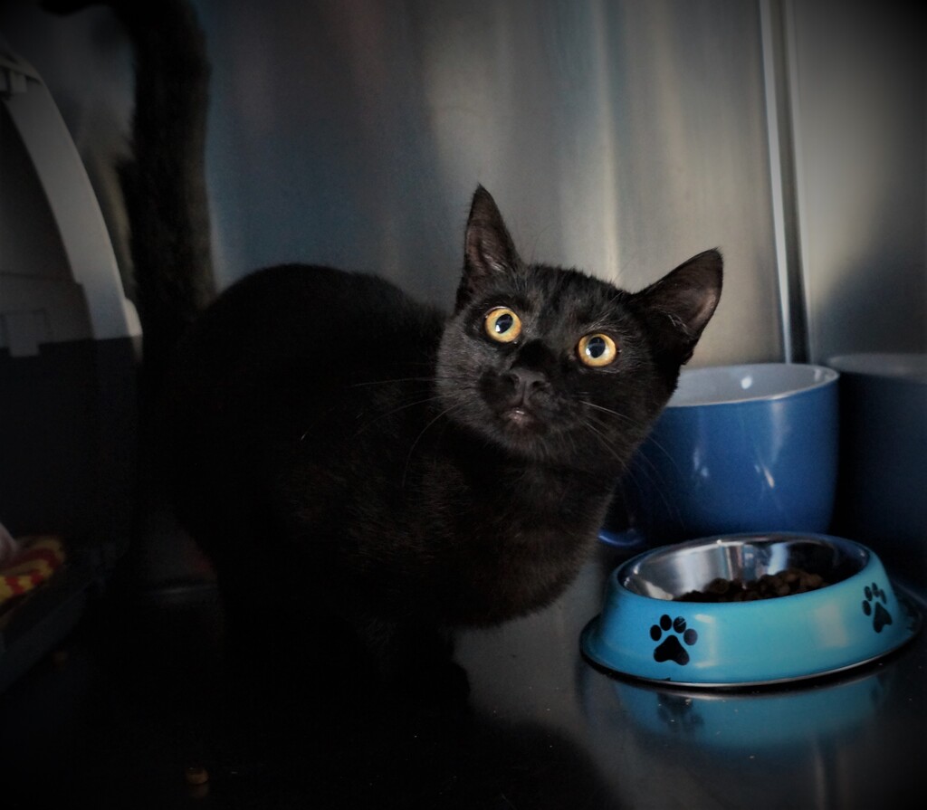 Jinx - Female Domestic Short Hair Mix Cat in TAS - PetRescue