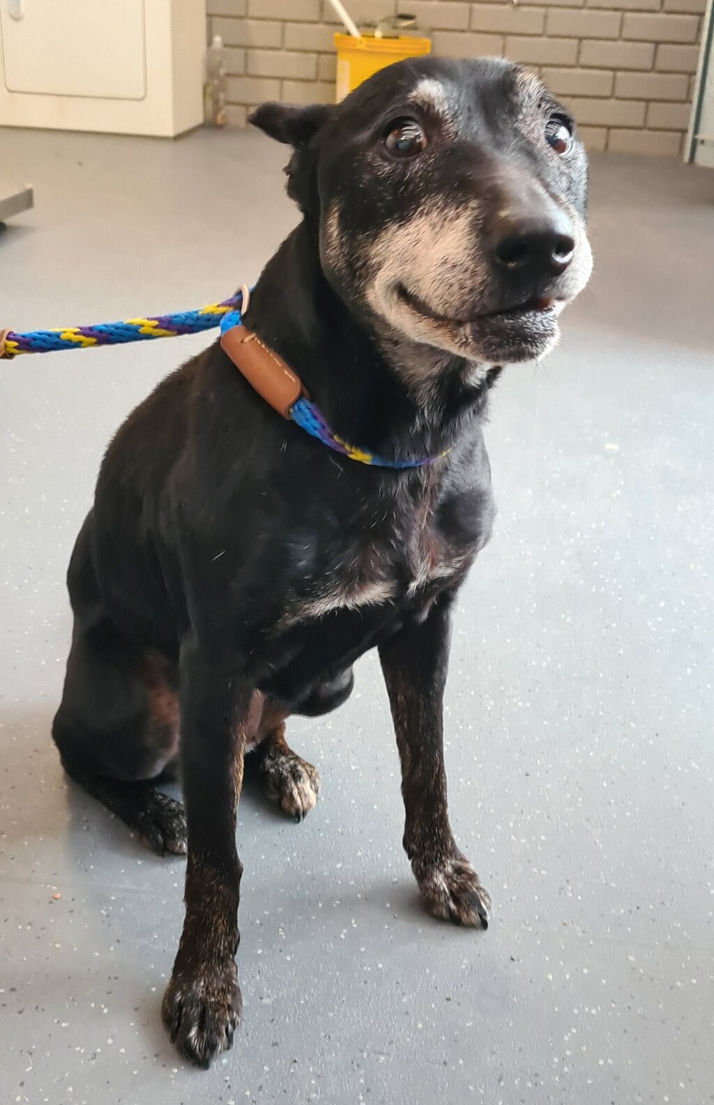 Buffy - Medium Female Jack Russell Terrier x English Staffordshire Bull ...