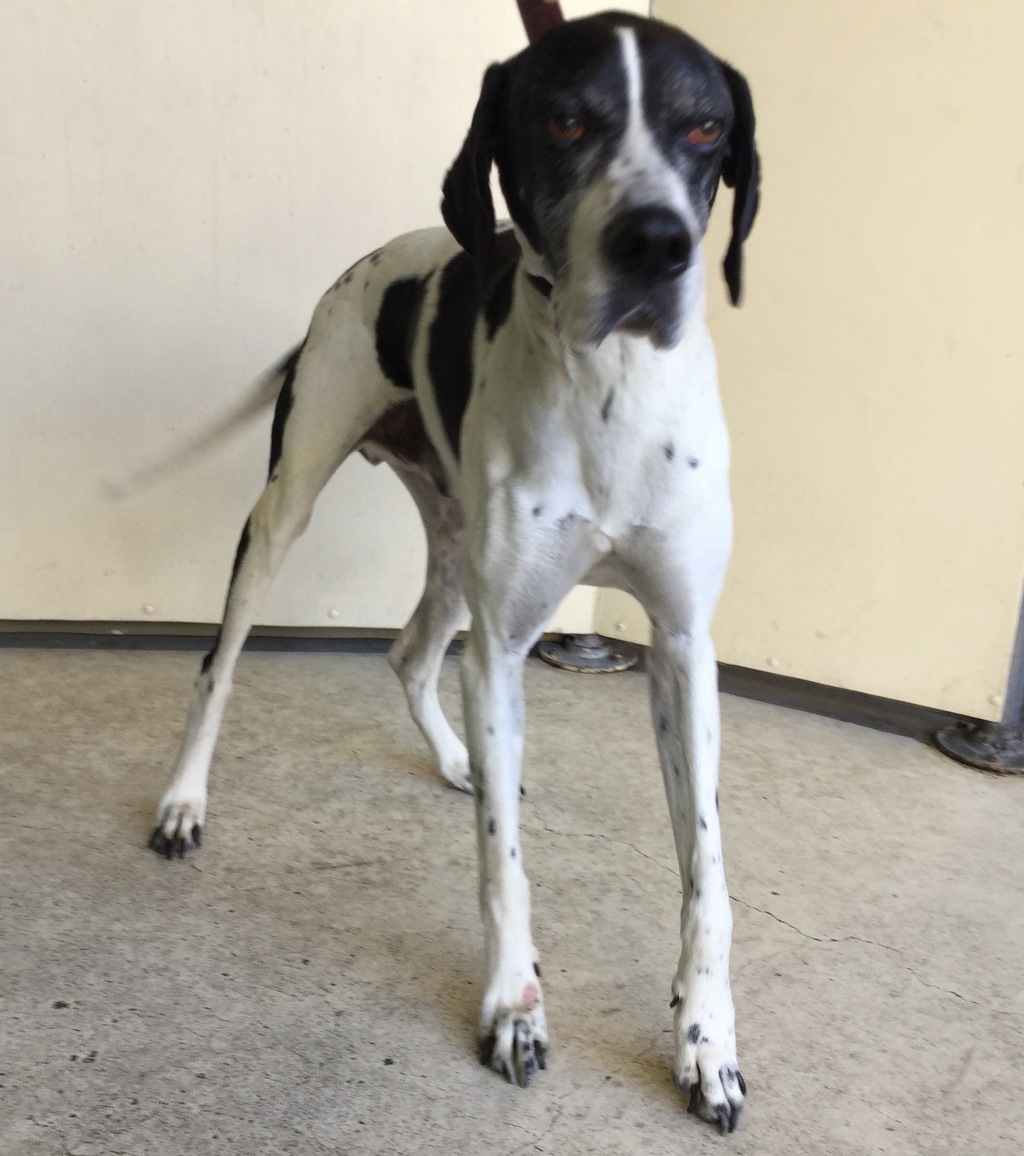 Bud - Large Male English Pointer Mix Dog in VIC - PetRescue