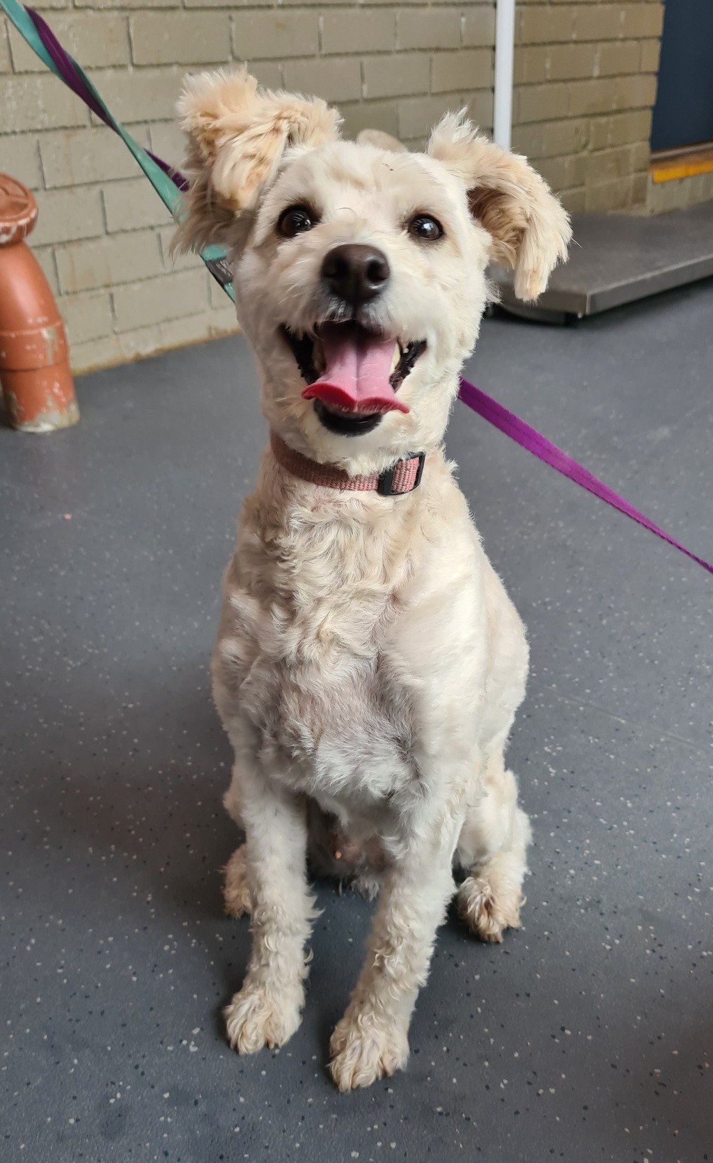 Taffy (adoption Pending) - Small Female Japanese Spitz x Poodle Toy Mix ...