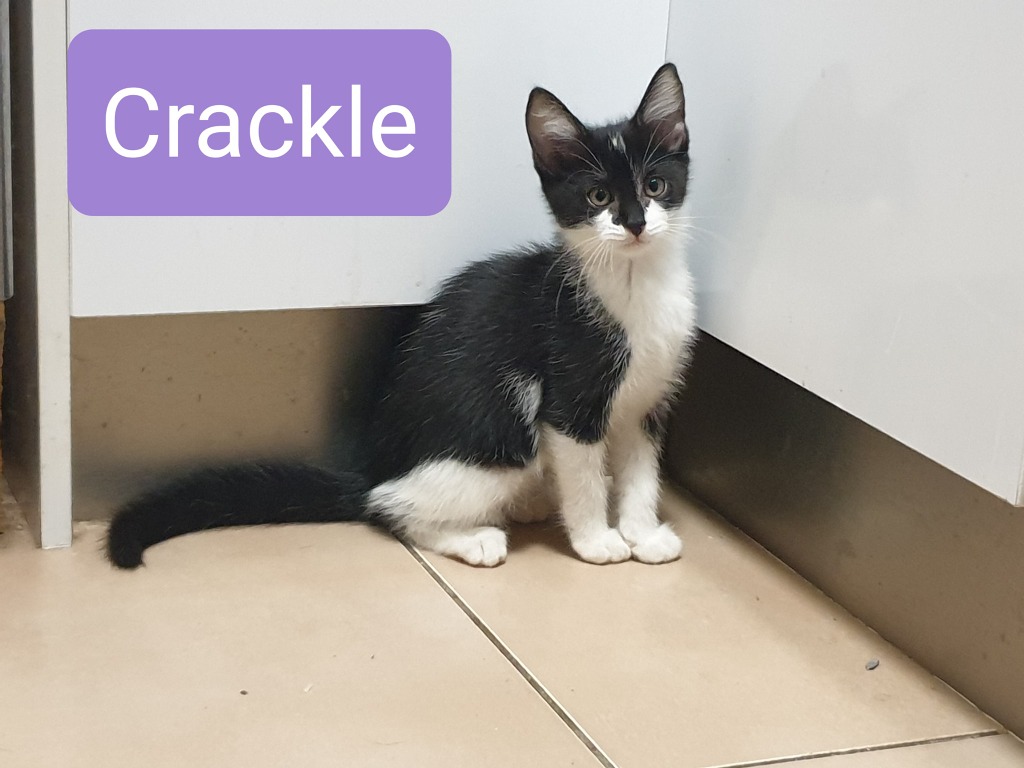 Crackle - Female Domestic Short Hair Cat in QLD - PetRescue