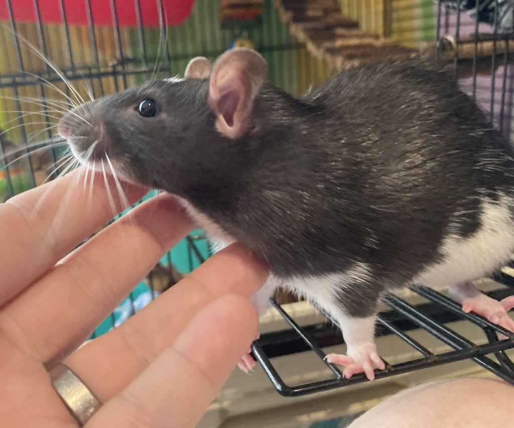 Riff - Male Rat Top Eared Smooth Mix Rodent in QLD - PetRescue