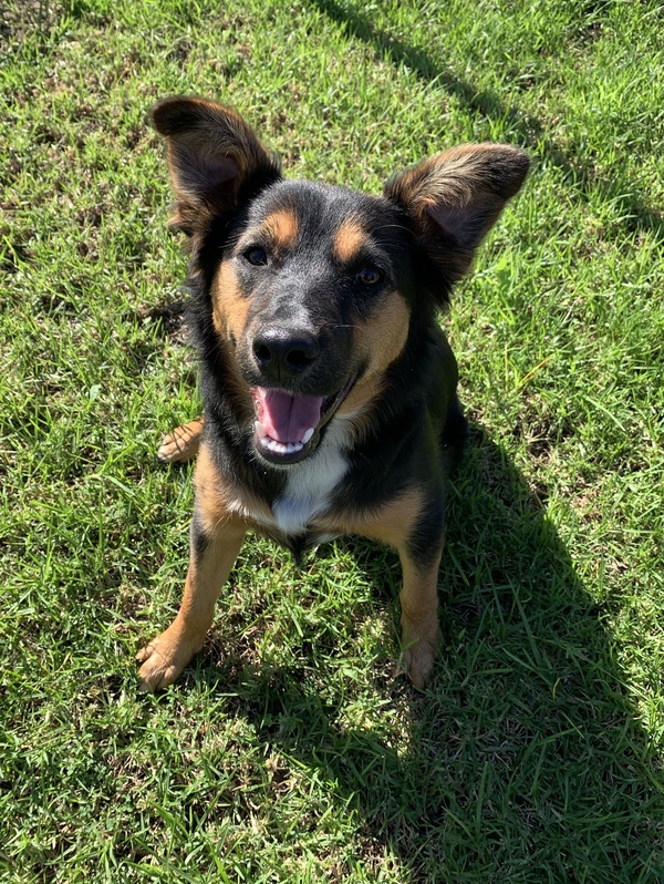 Sasha - Medium Female Kelpie x Koolie Mix Dog in NSW - PetRescue