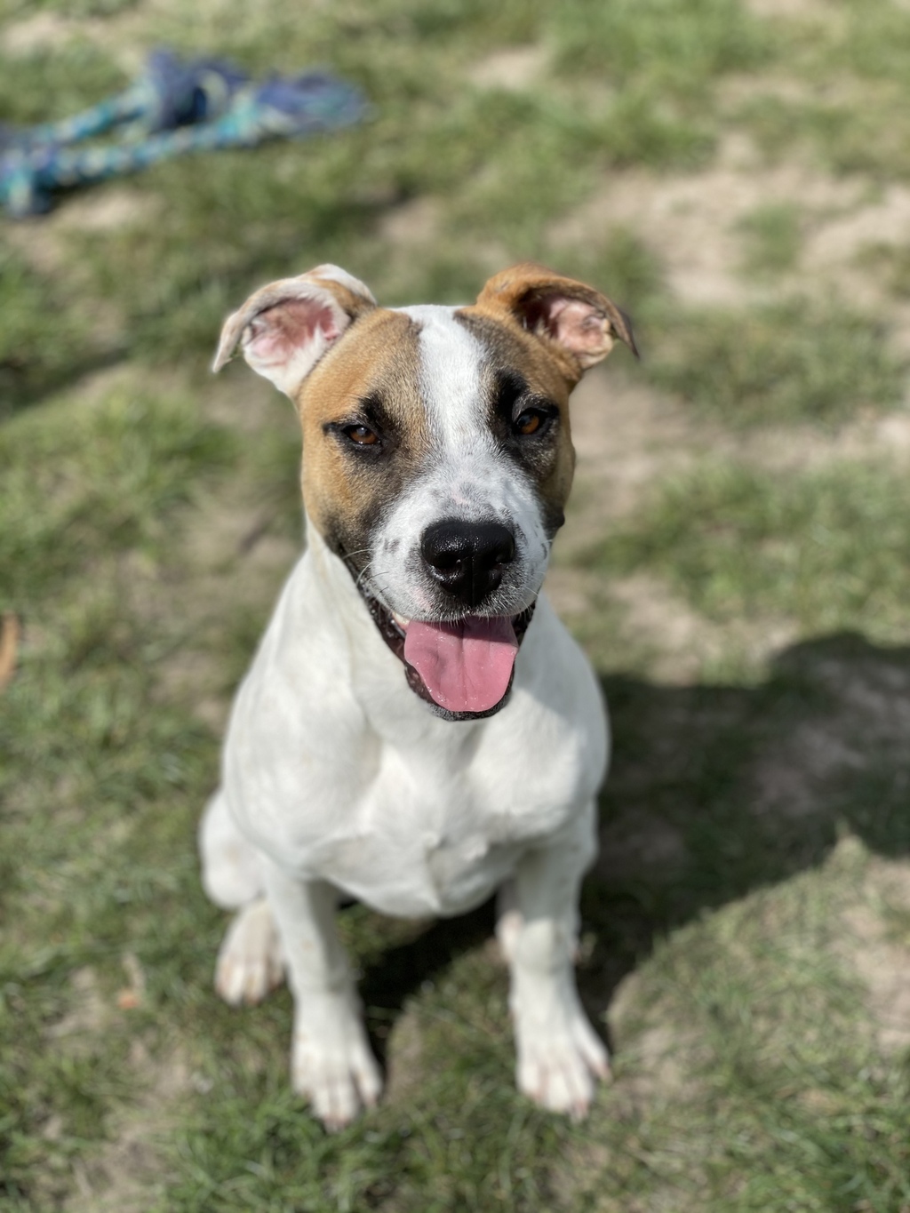Goose - Large Female Australian Cattle Dog x German Shorthaired Pointer ...