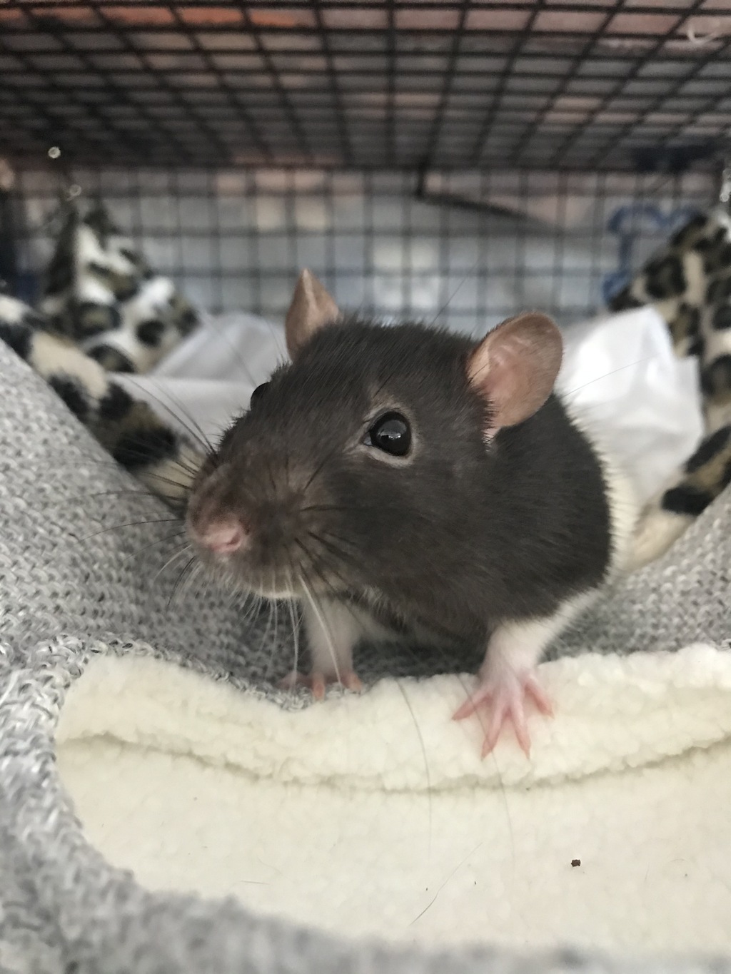 Ursula - Female Rat Rodent in ACT - PetRescue