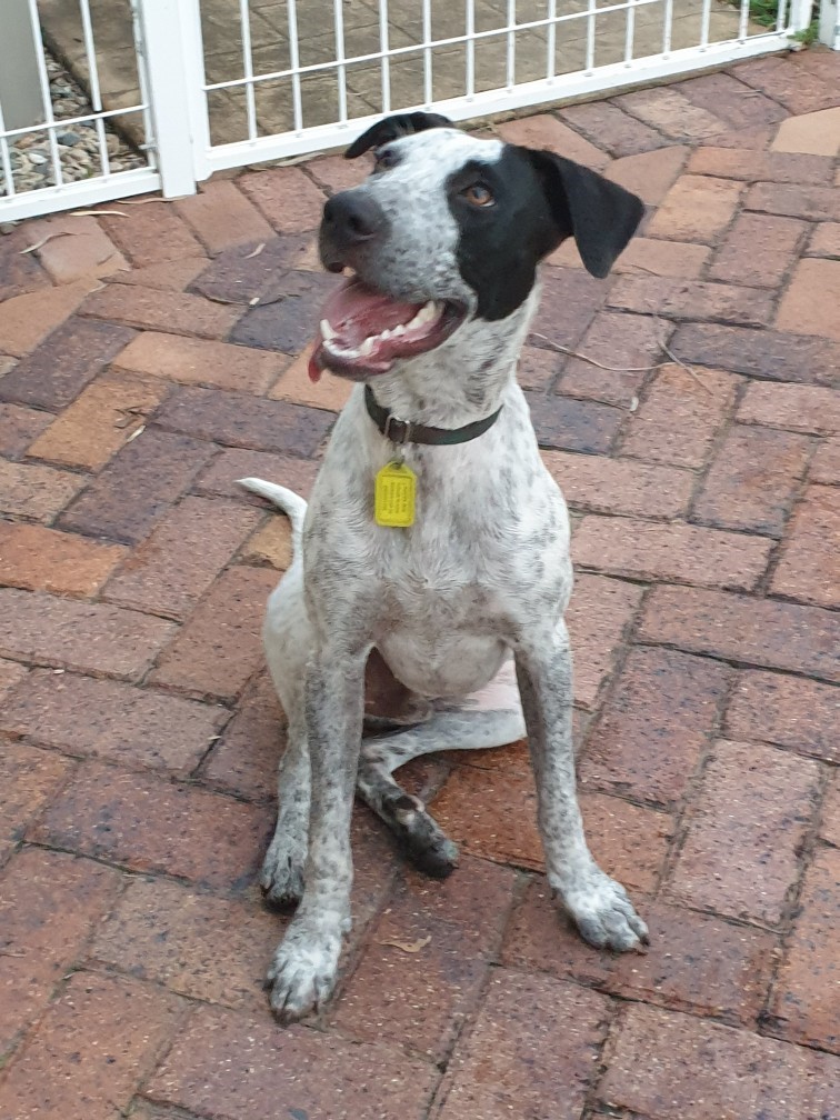 Charlie - Medium Male Pointer Mix Dog in QLD - PetRescue