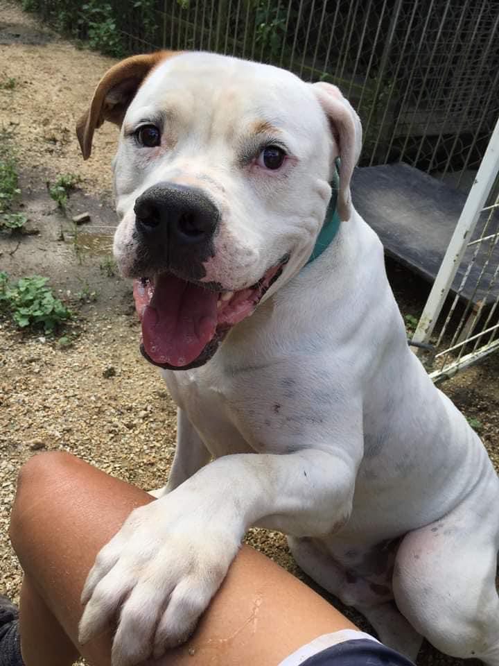 Bronson - Large Male American Bulldog Dog in NSW - PetRescue