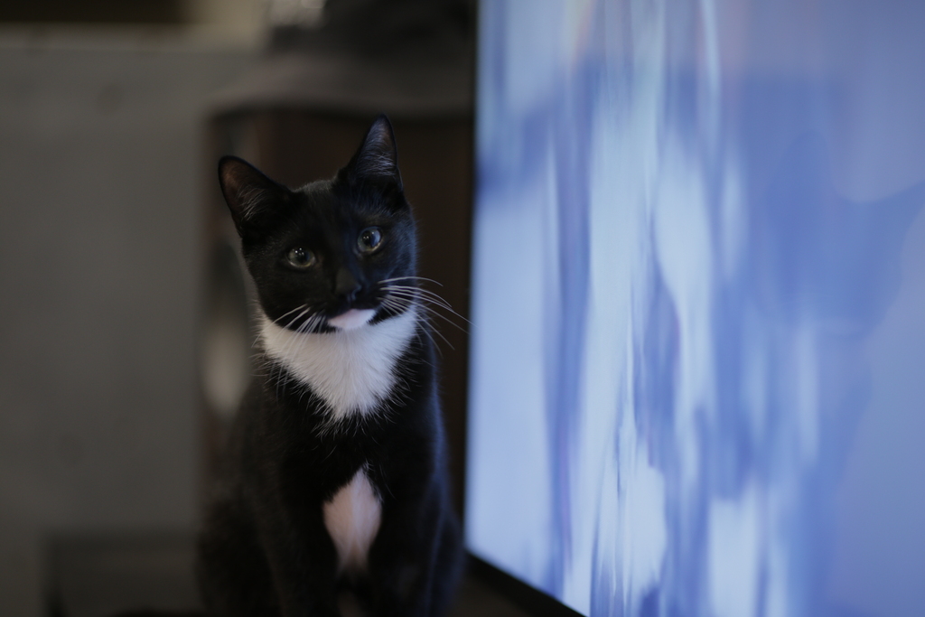 Ricky Danforth - Male Dsh Mix Cat in VIC - PetRescue