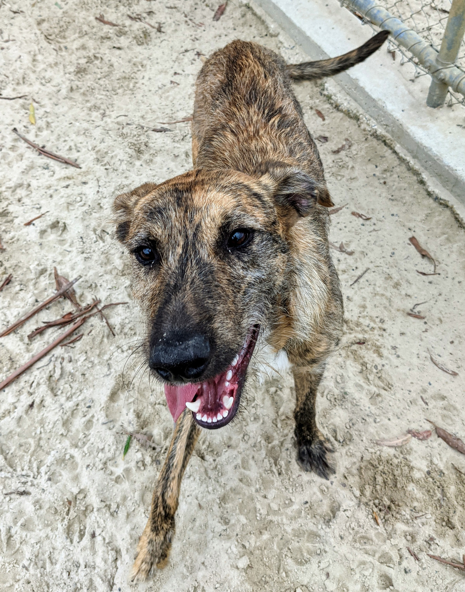 Sammy - Large Male Staghound Dog in VIC - PetRescue