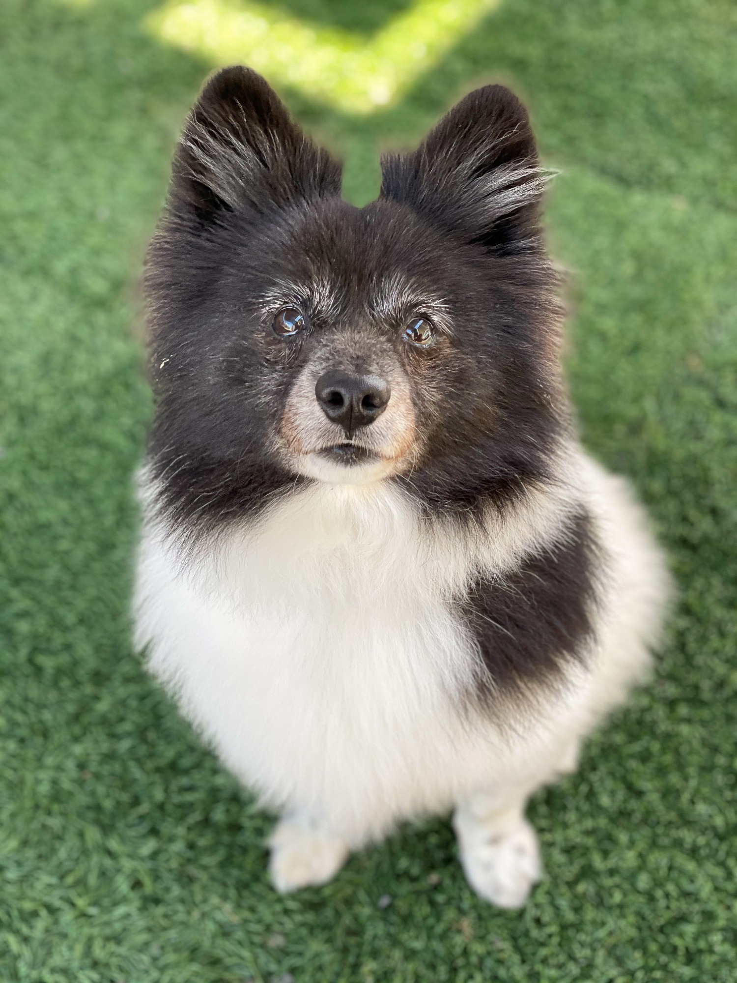 Iggy - Small Male Pomeranian x Fox Terrier Dog in NSW - PetRescue