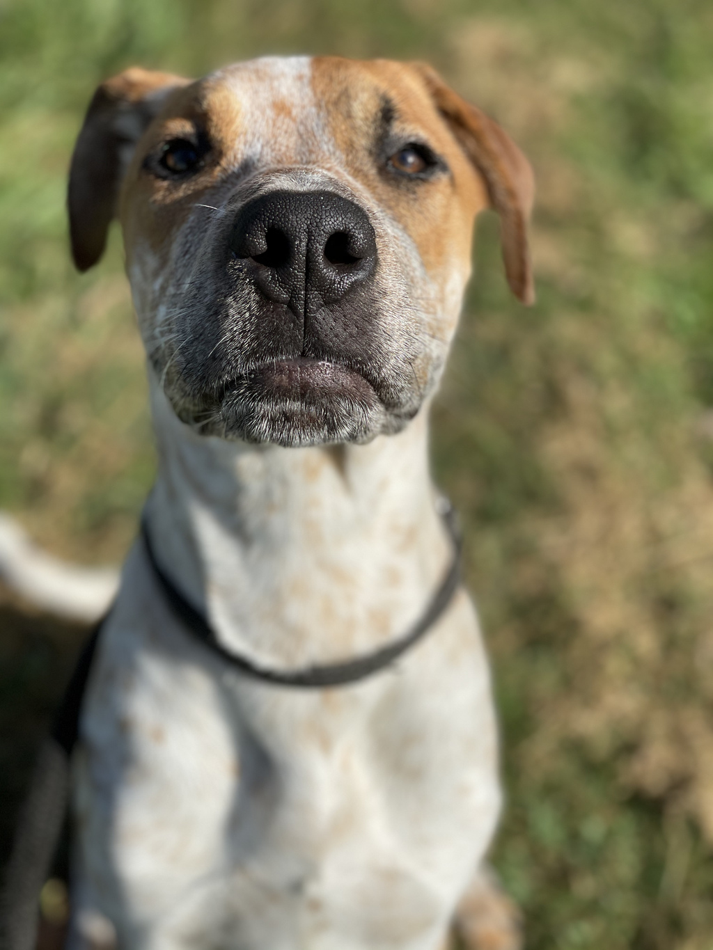 Flare - Large Male Australian Cattle Dog x German Shorthaired Pointer ...
