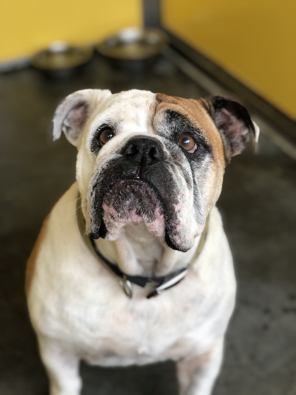 Flurry - Large Female Australian Bulldog Mix Dog in QLD - PetRescue