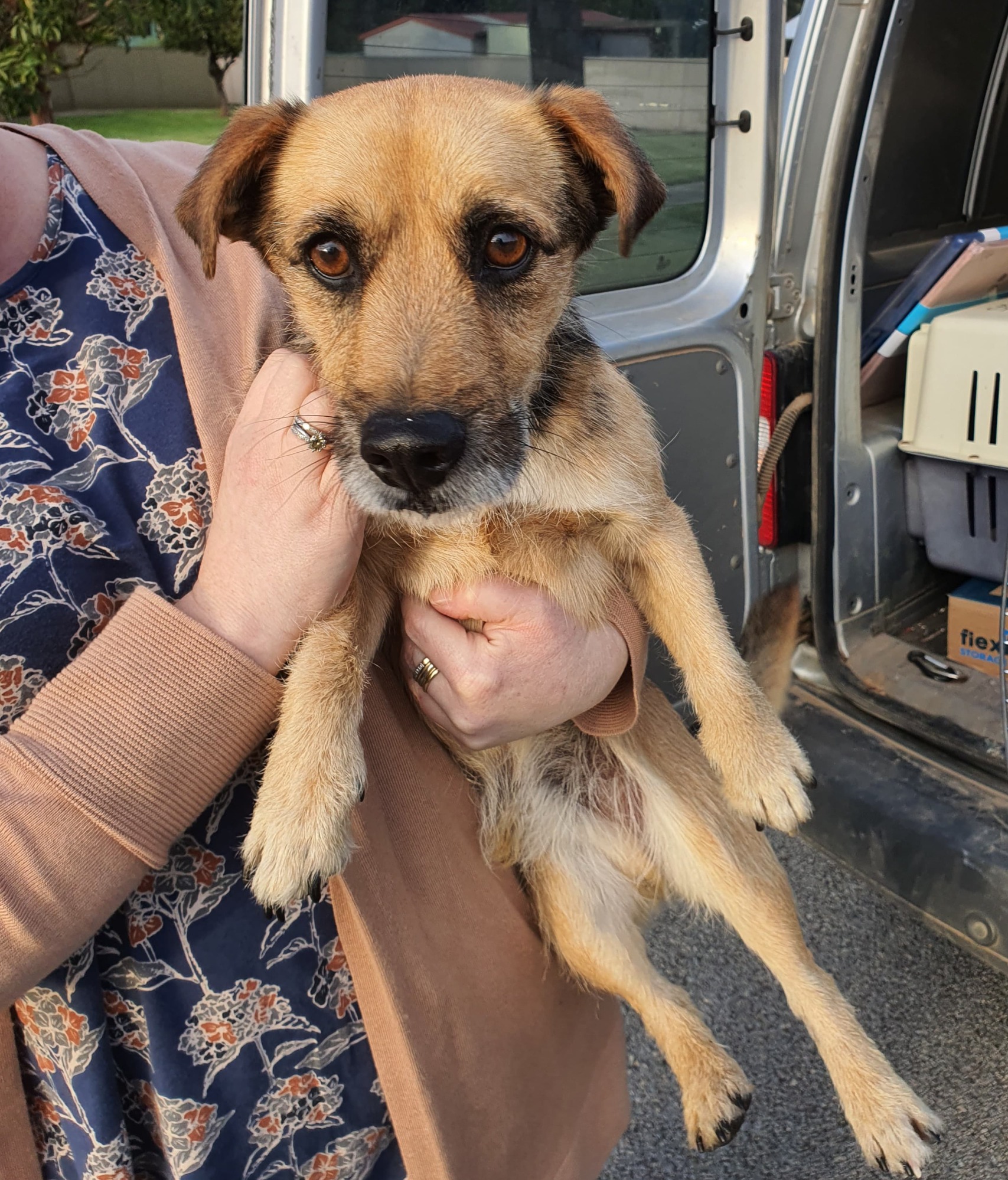 Pugsley - Small Male Jack Russell Terrier Dog in NSW - PetRescue