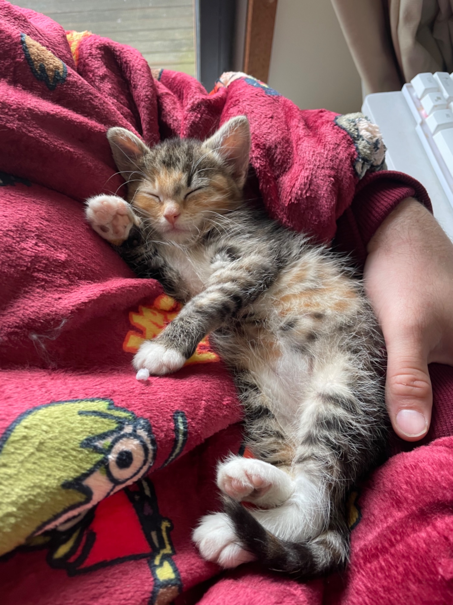 Imrie- available from 22/4/2021 - Female Domestic Short Hair Cat in VIC ...