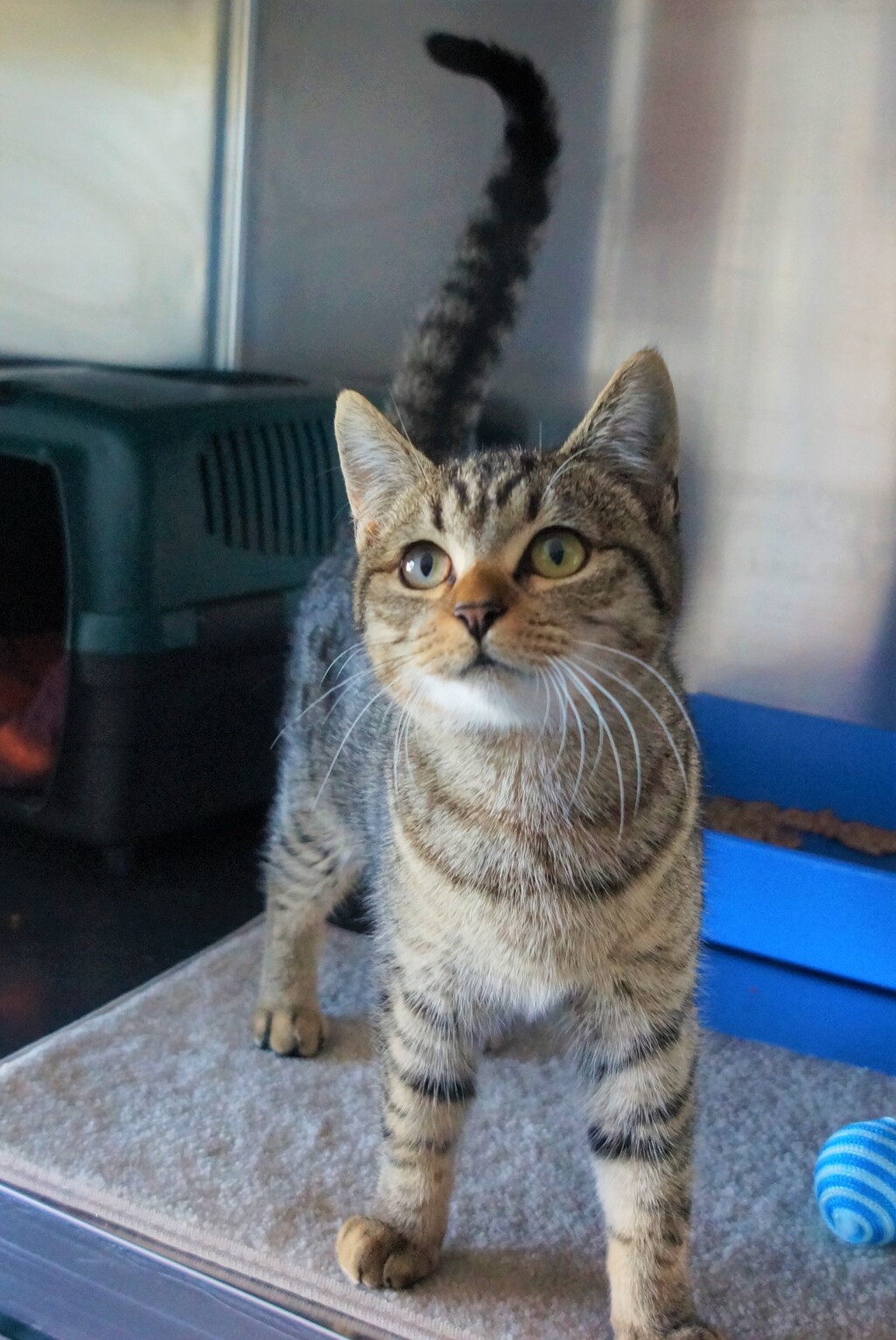 Possum - Female Domestic Short Hair Mix Cat in TAS - PetRescue