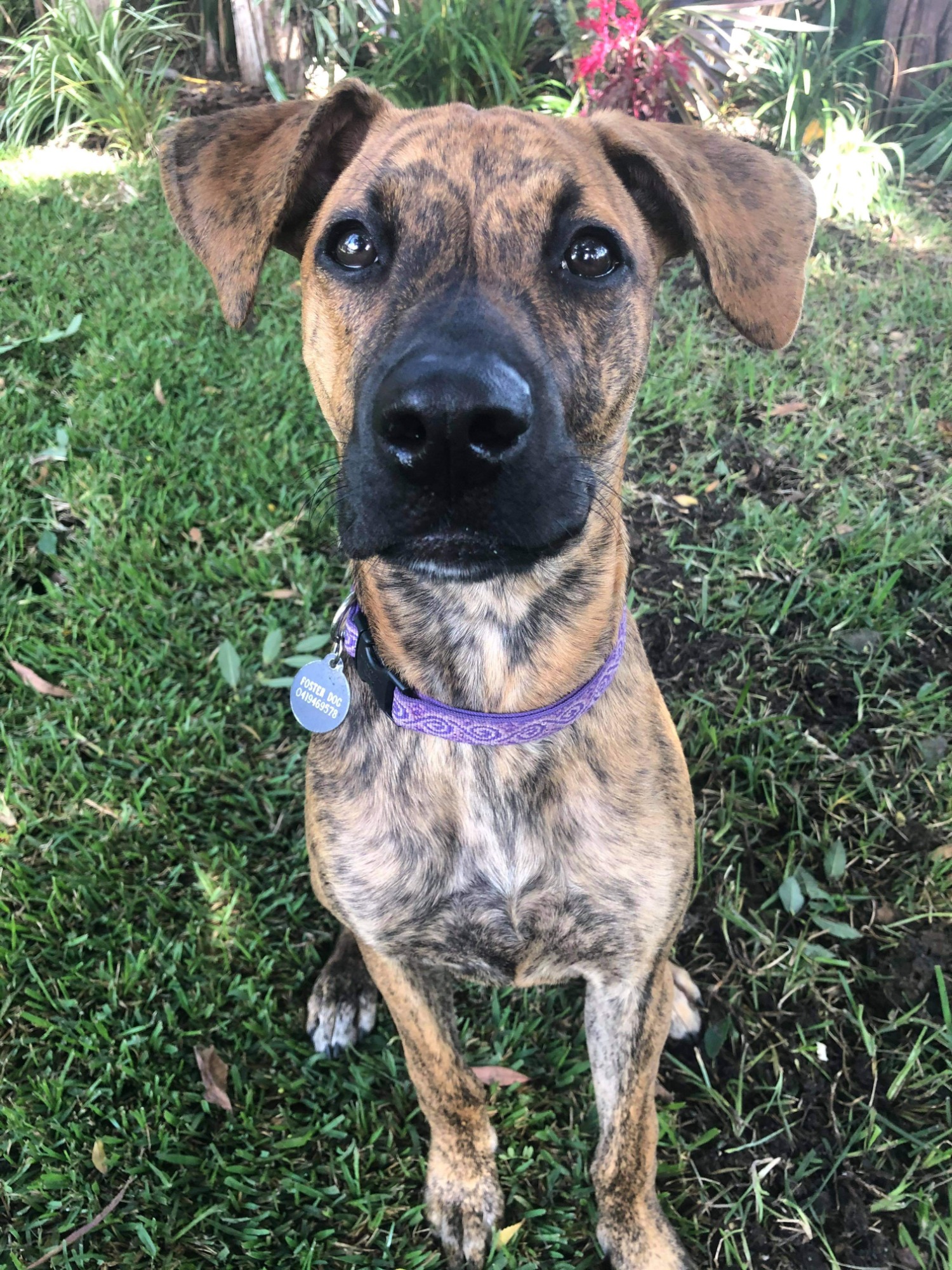 Dakota - Medium Female Boxer Mix Dog in NSW - PetRescue