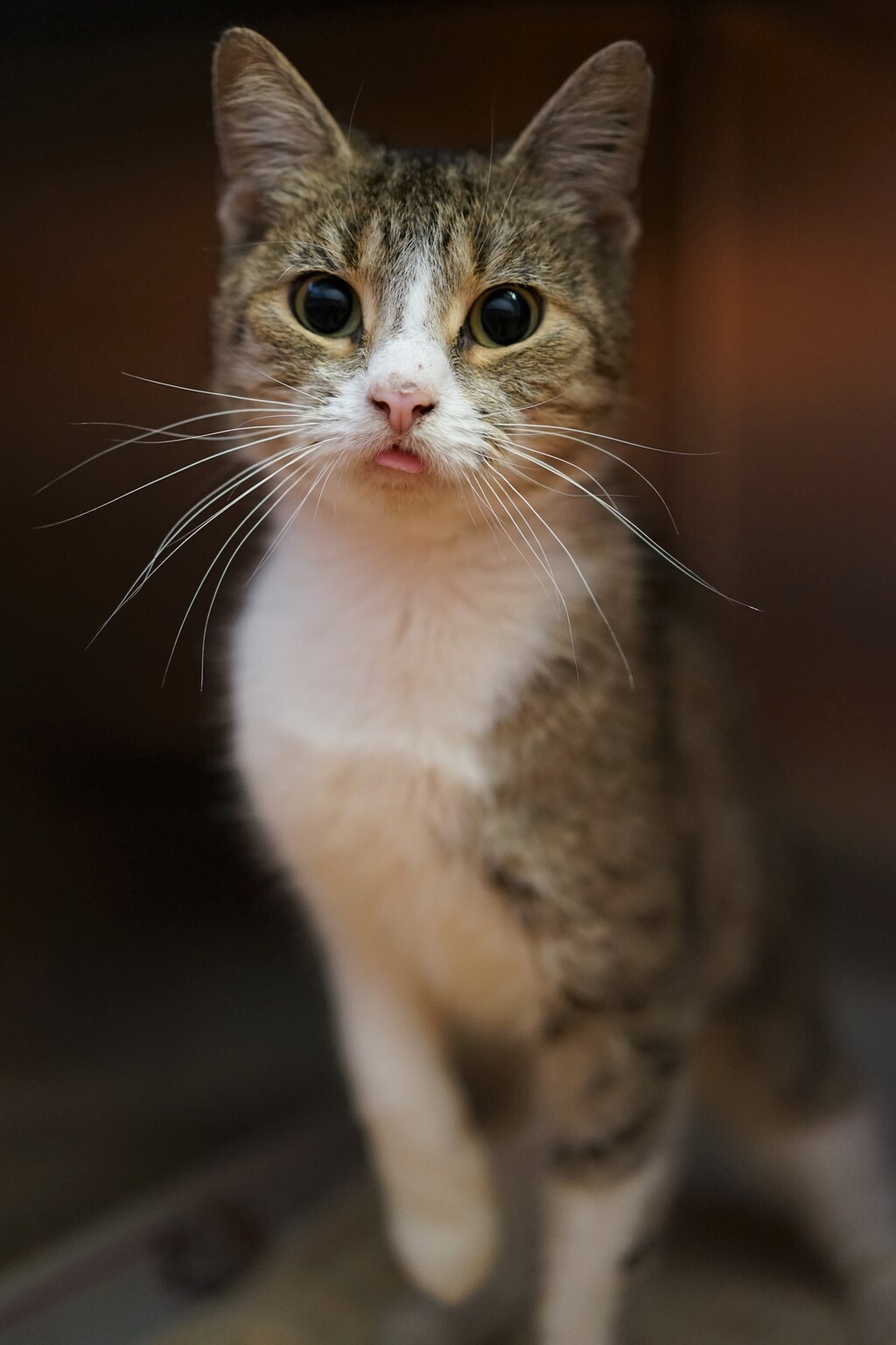 Mystery - Female Manx Mix Cat in QLD - PetRescue
