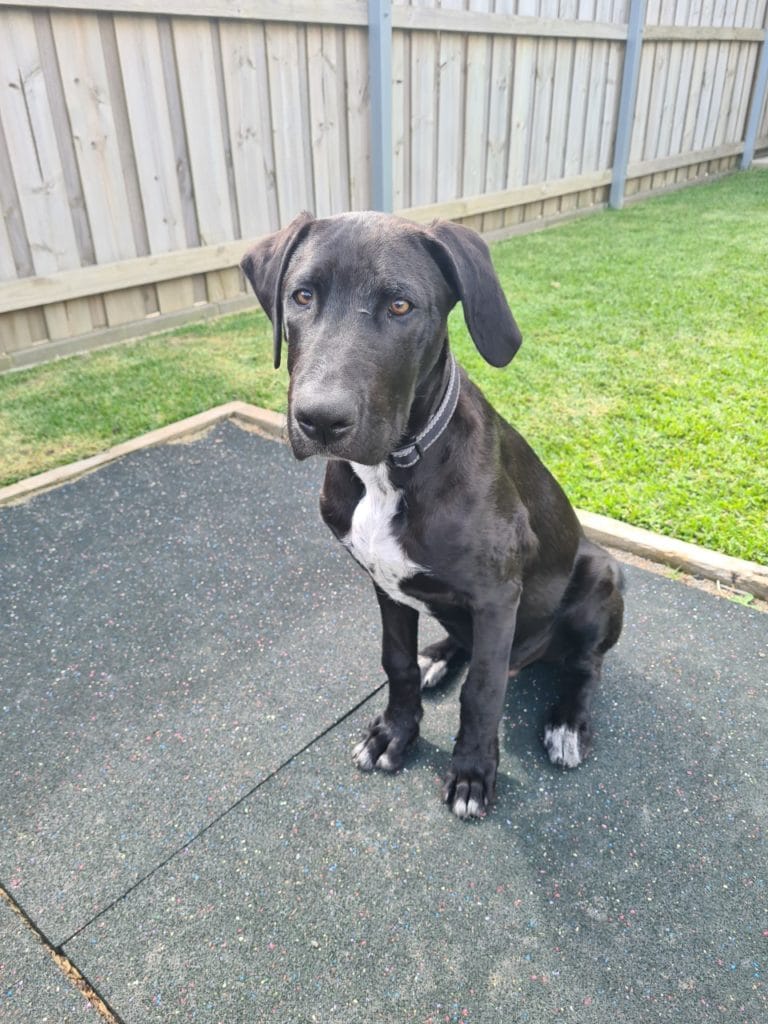 Dash - Large Male Amstaff x Labrador Dog in NSW - PetRescue