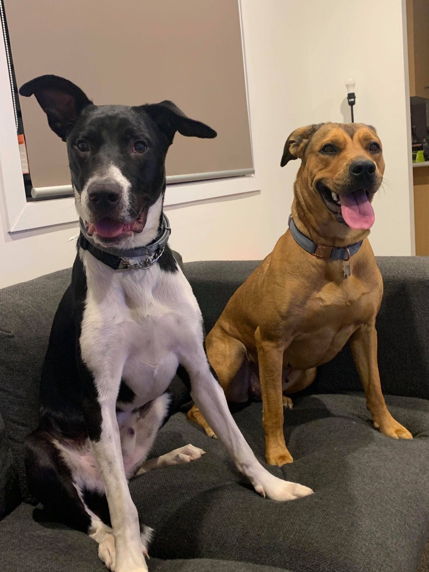 Boston - Large Male Great Dane x Bull Arab Mix Dog in QLD - PetRescue