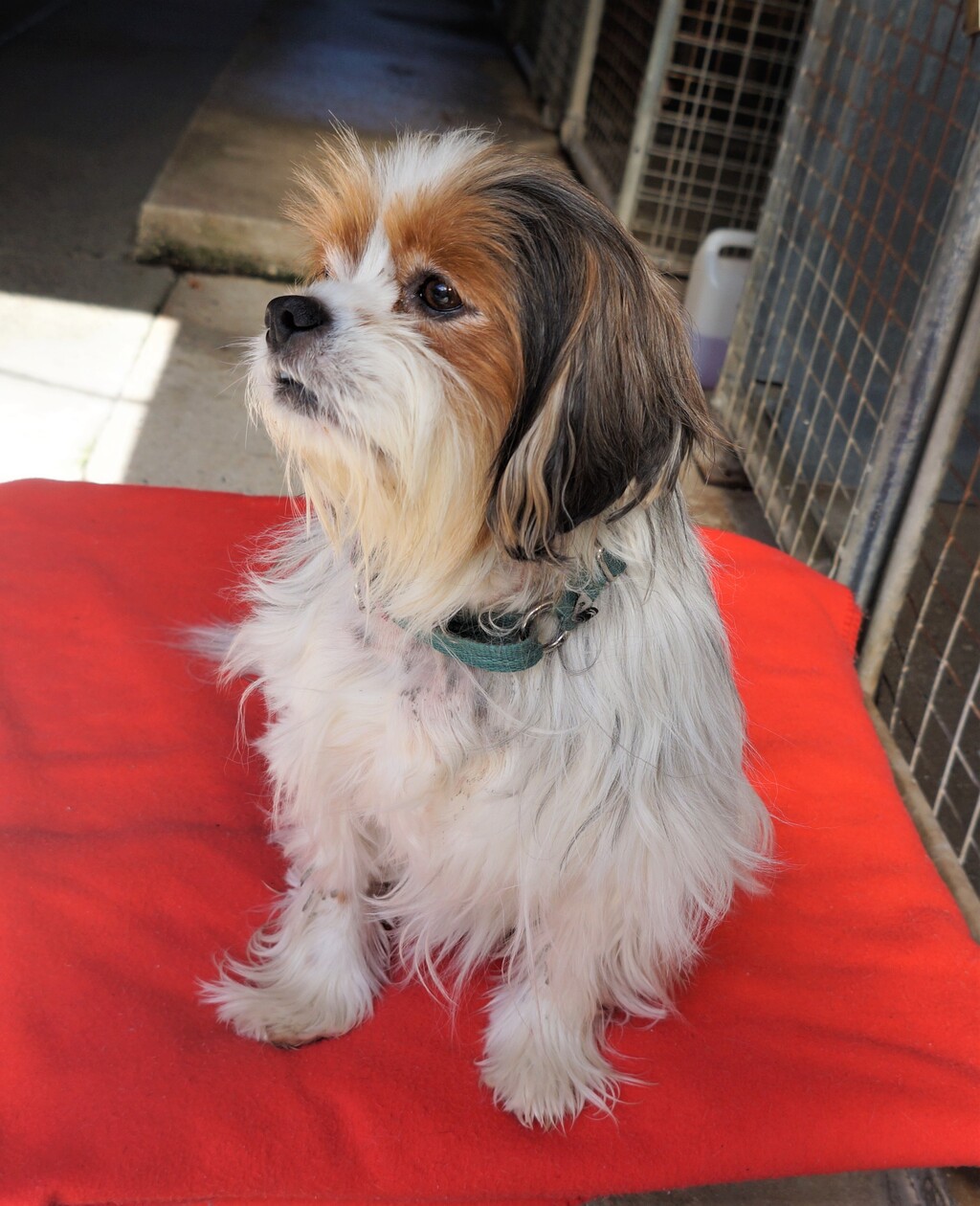 Ben - Small Male Cavalier King Charles Spaniel x Australian Silky ...