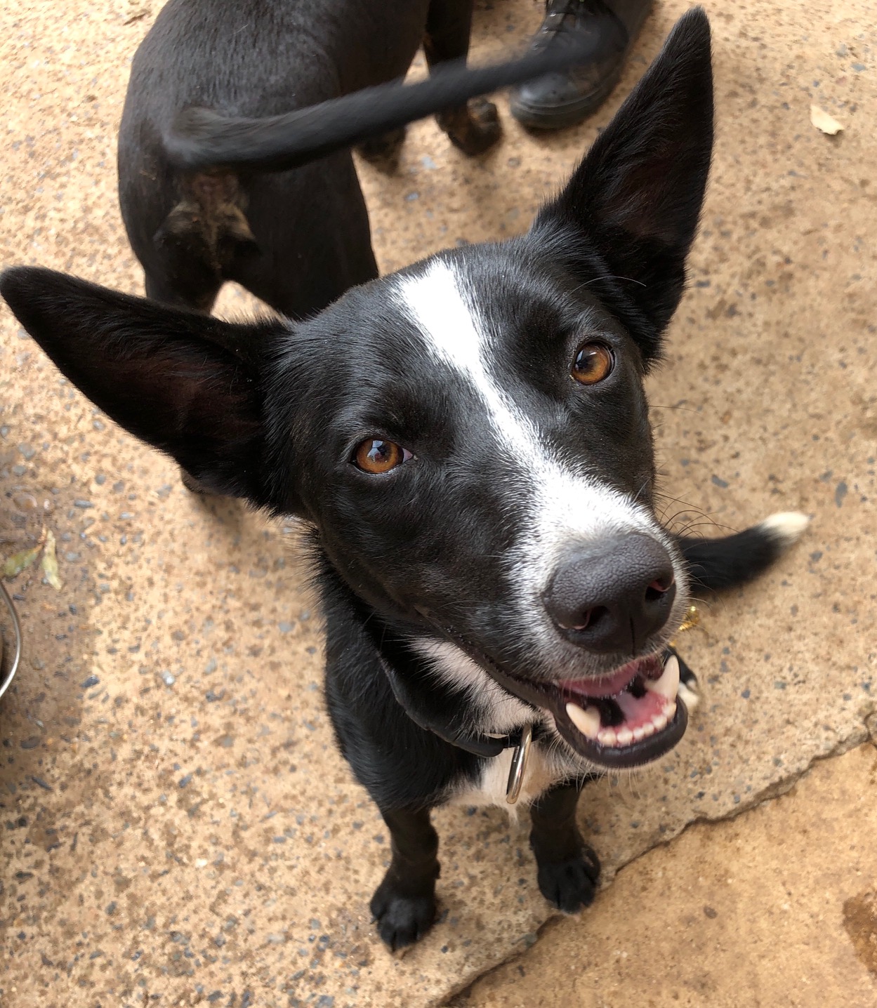 Axel - Medium Male Border Collie x Kelpie Mix Dog in NSW - PetRescue