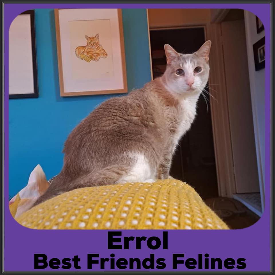 Errol - Male Burmese Mix Cat in QLD - PetRescue