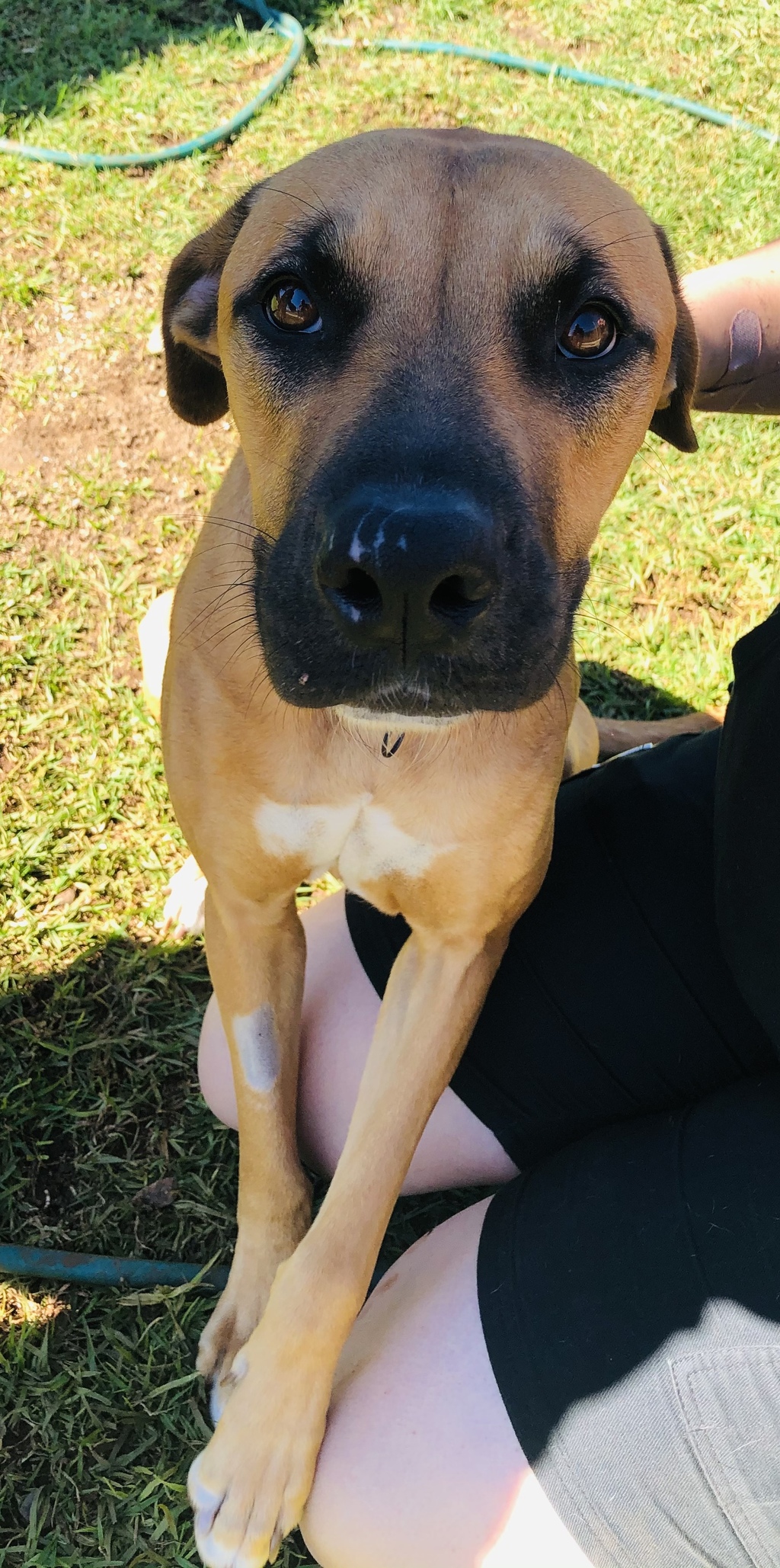 Kiki - Large Female Rhodesian Ridgeback Mix Dog in QLD - PetRescue