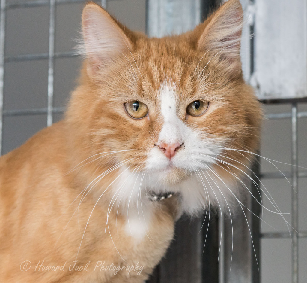 Garfield - Male Persian Mix Cat in QLD - PetRescue