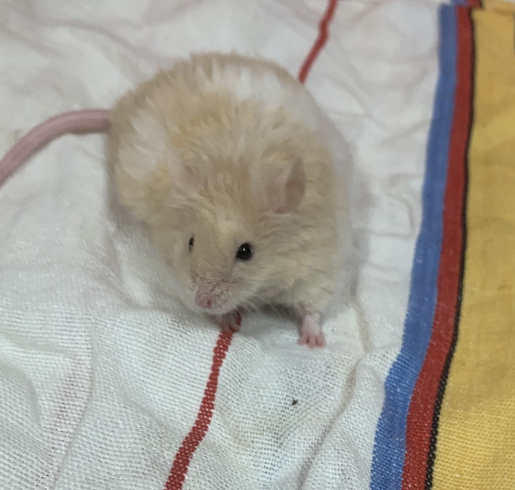 Lauriel - Female Mouse Mix Rodent in QLD - PetRescue