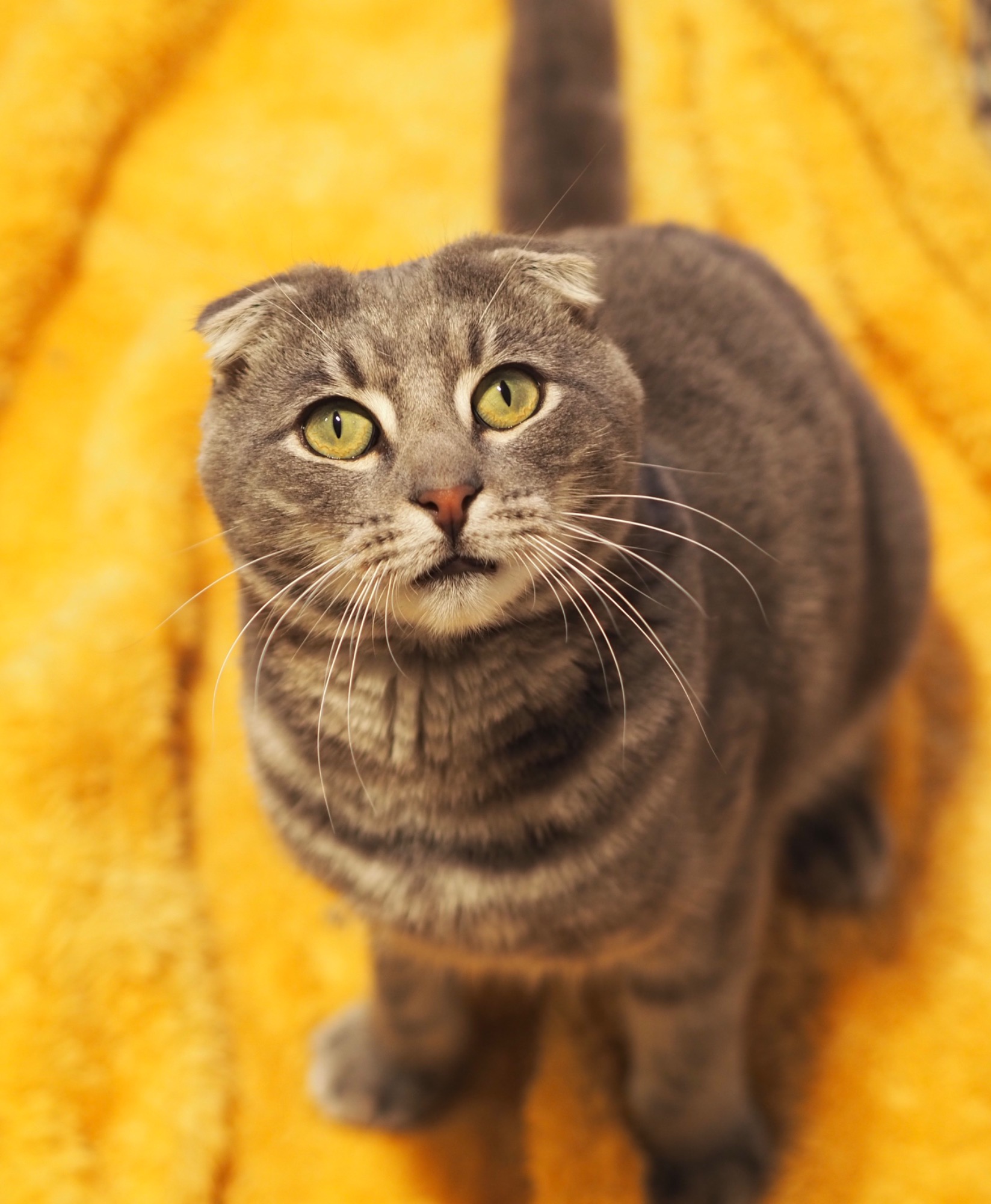 Bobby McGee - Male Scottish Fold Mix Cat in VIC - PetRescue