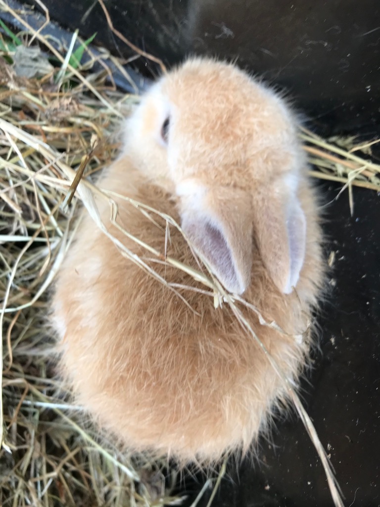Cinnamon - Male Netherland Dwarf Rabbit in WA - PetRescue
