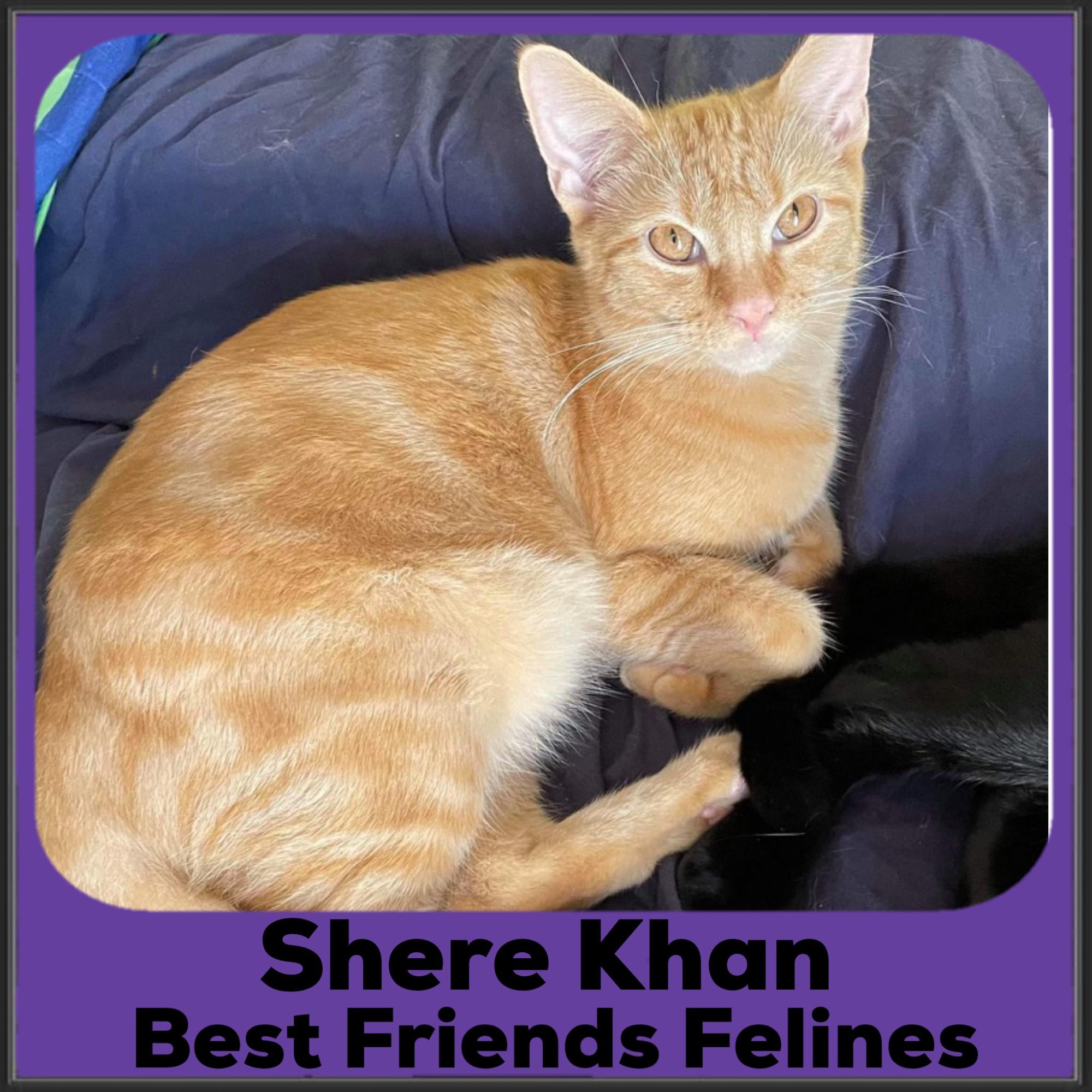 Shere Khan - Male Domestic Short Hair Cat in QLD - PetRescue