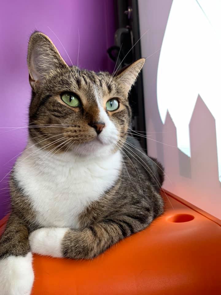 Tiger - Female Domestic Short Hair Cat in QLD - PetRescue