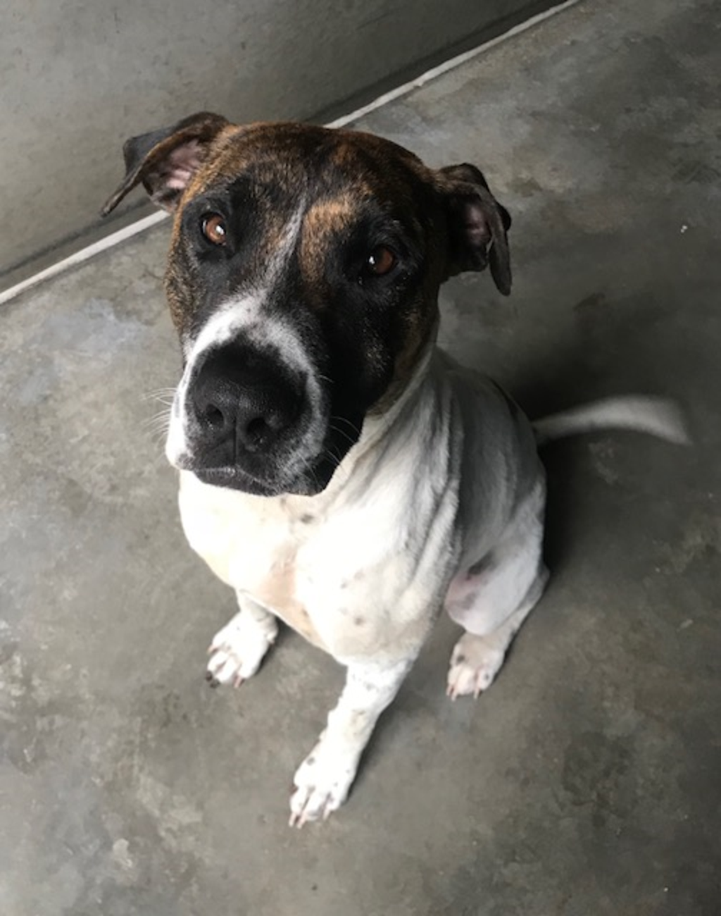 Summer - Medium Female English Pointer x English Staffordshire Bull ...