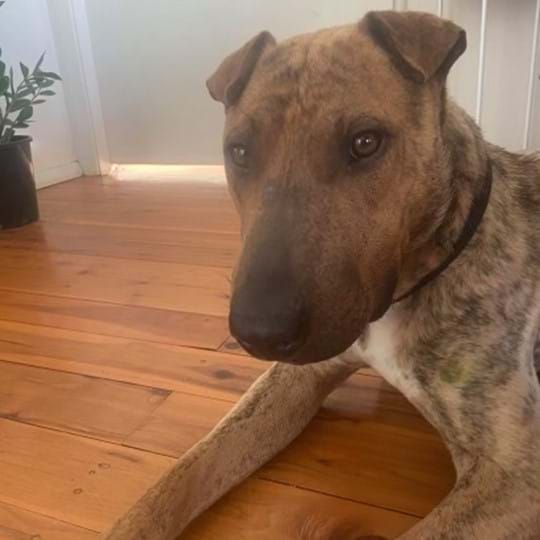 Buff - Medium Male Shar-Pei x Staffordshire Bull Terrier Dog in QLD ...