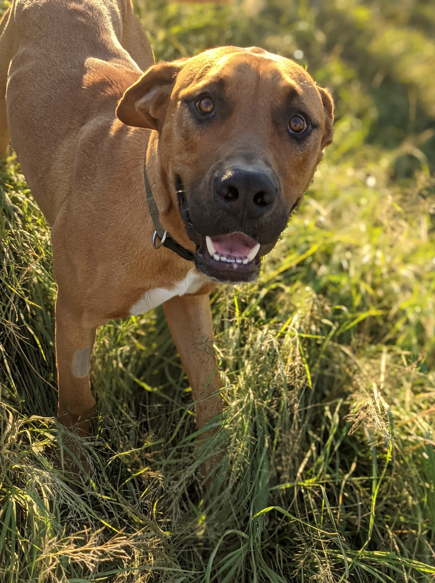 Rowan - Large Male Ridgeback x Great Dane Mix Dog in NSW - PetRescue