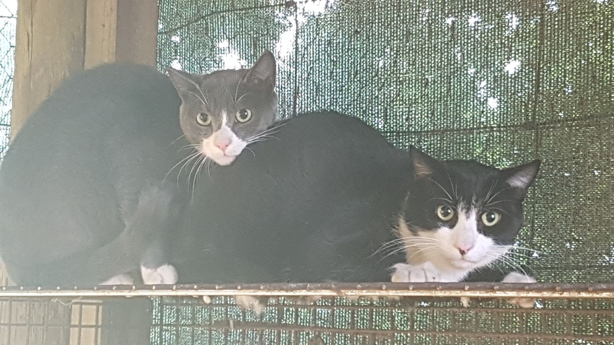 Andy & Dandy - Ballarat/Colac - Male Domestic Short Hair Cat in VIC ...