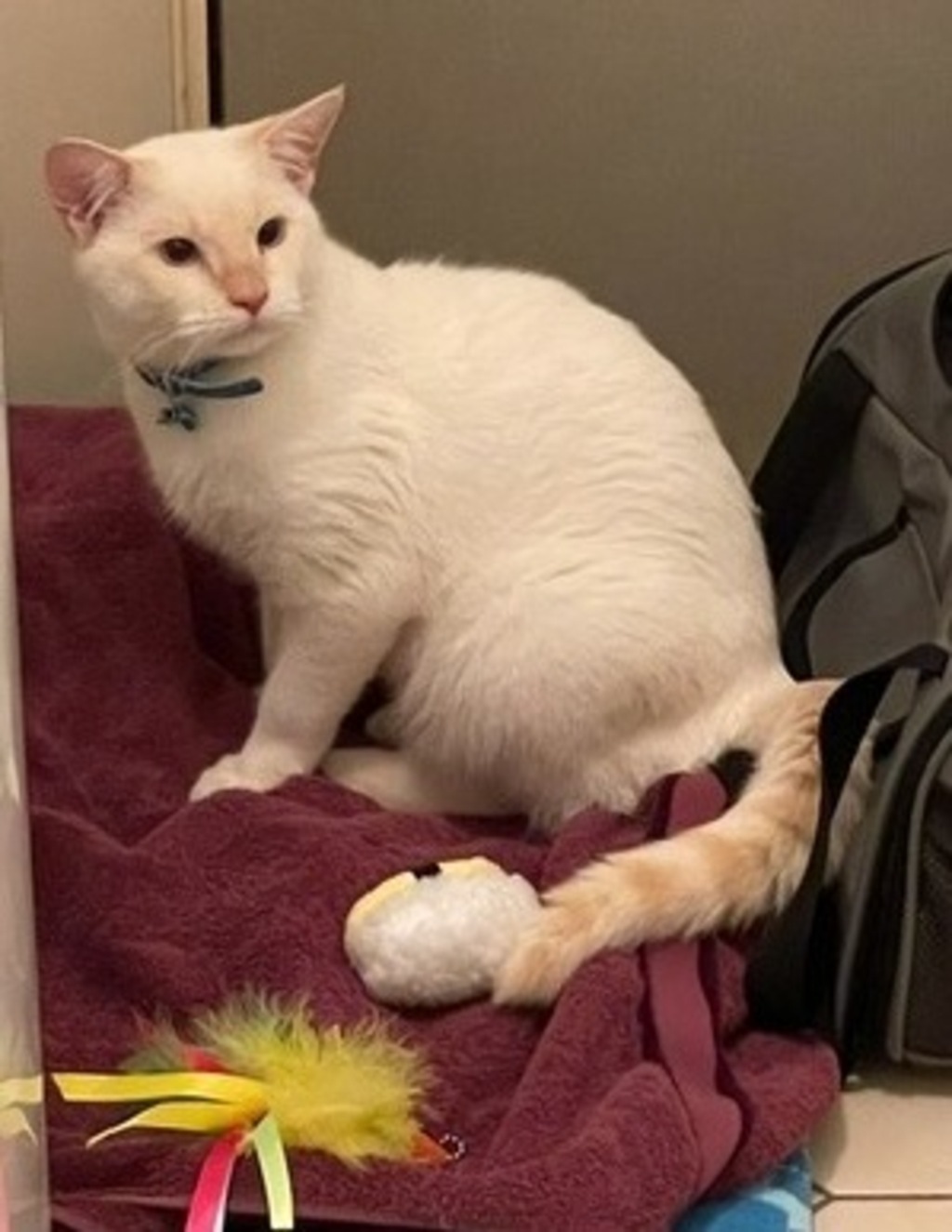 Toby - Male Domestic Short Hair x Ragdoll Mix Cat in NSW - PetRescue