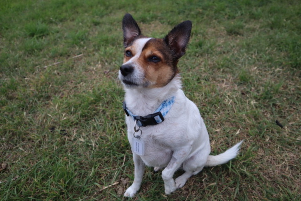 Zoot (now Lacie) - Small Female Jack Russell Terrier x Mini Foxy Mix ...