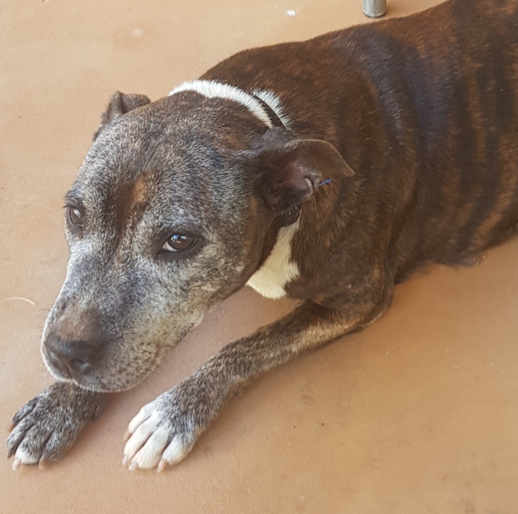 (Old) Jess - Medium Female Mixed Breed Mix Dog in WA - PetRescue