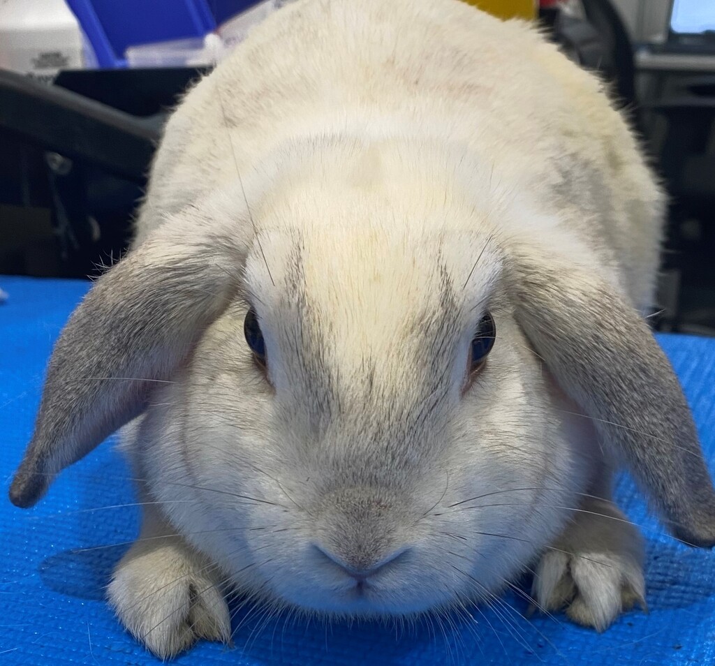 Lola - Female Lop Eared Mix Rabbit in VIC - PetRescue