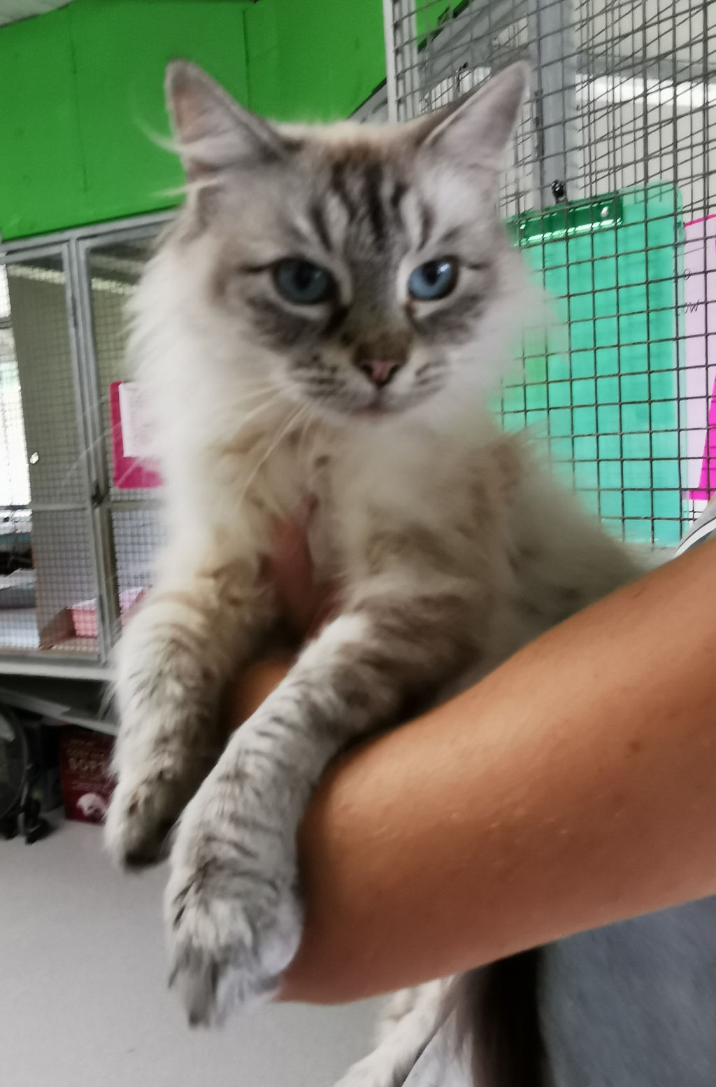 Raja - Female Balinese Mix Cat in QLD - PetRescue