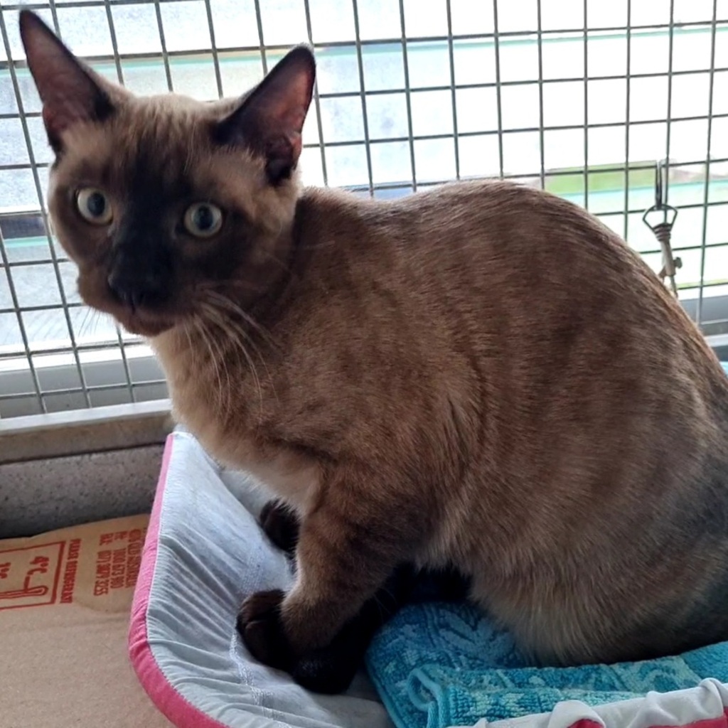 Tonka - Male Tonkinese Mix Cat in QLD - PetRescue